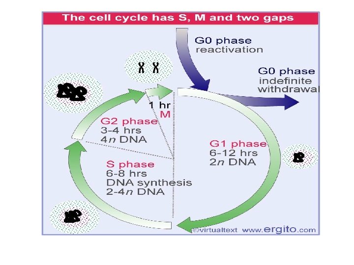 Ciclo Cellulare S Beninati Il Ciclo Cellulare Il