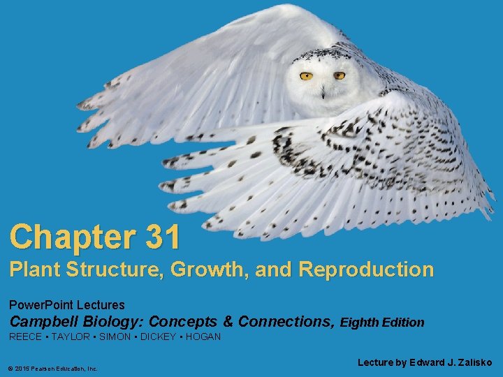 Chapter 31 Plant Structure Growth and Reproduction Power