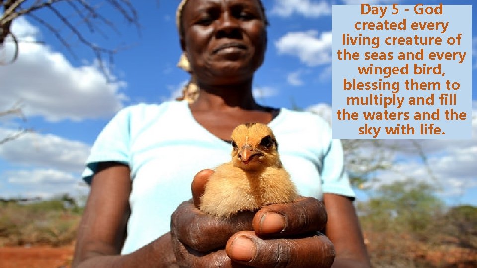 The 7 Days of Creation Illustrated with images