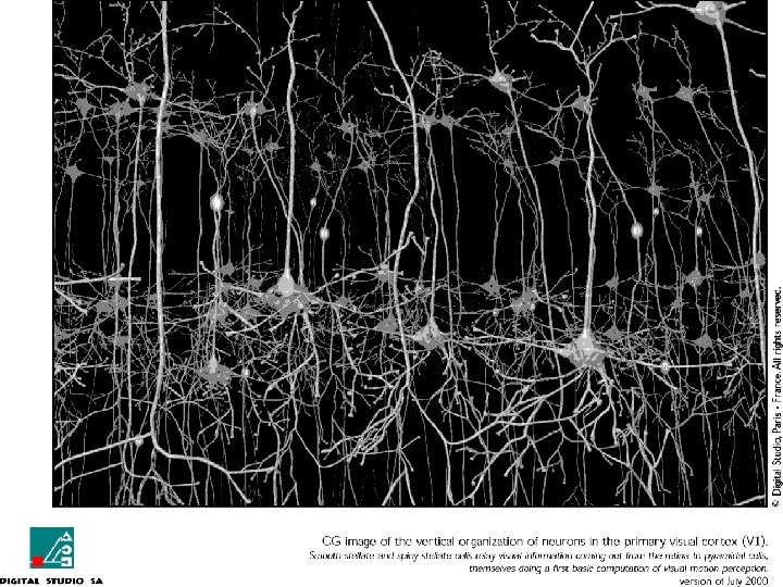 Introduction to Neural Networks Andy Philippides Centre for