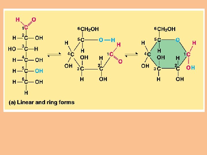 CHAPTER 4 The Chemical Basis of Life 4