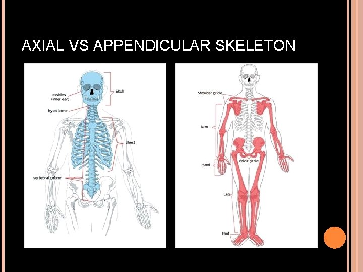 SKELETAL UNIT BONE INTRODUCTION NOTES MMHS Anatomy and
