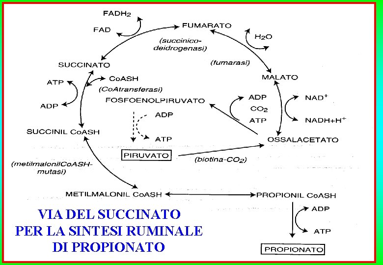 METABOLISMO ENERGETICO DEL RUMINE FERMENTAZIONE RUMINALE DEI POLISACCARIDI