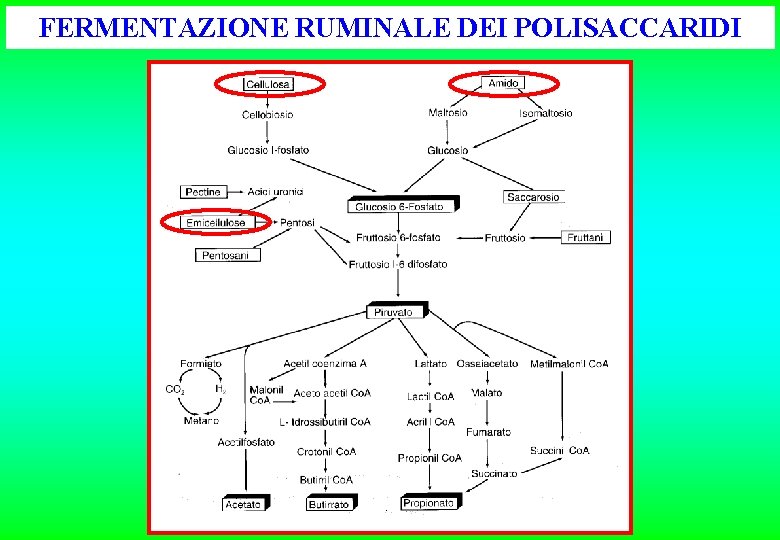METABOLISMO ENERGETICO DEL RUMINE FERMENTAZIONE RUMINALE DEI POLISACCARIDI