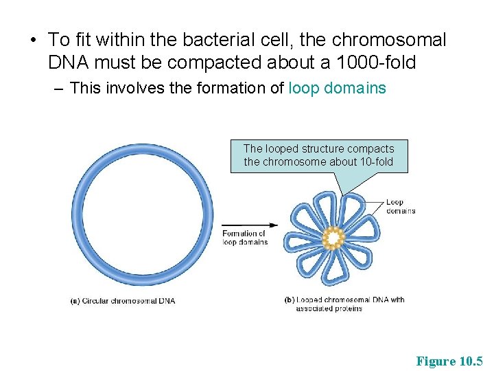 Chromosomal Organization Molecular Structure CHAPTER 10 Brooker Text