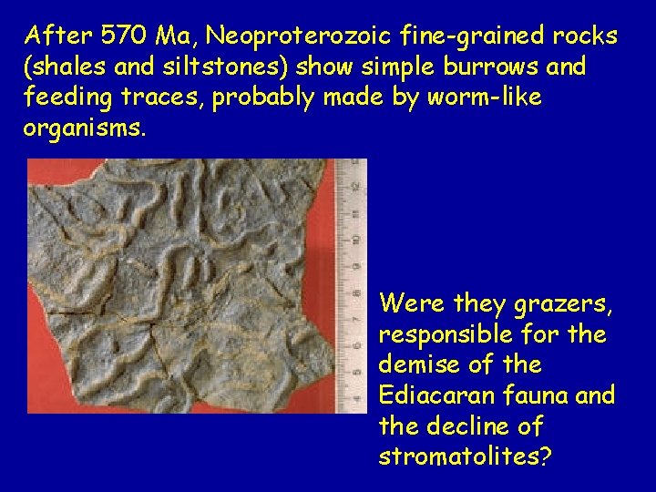 The Early Paleozoic World the Cambrian explosion of