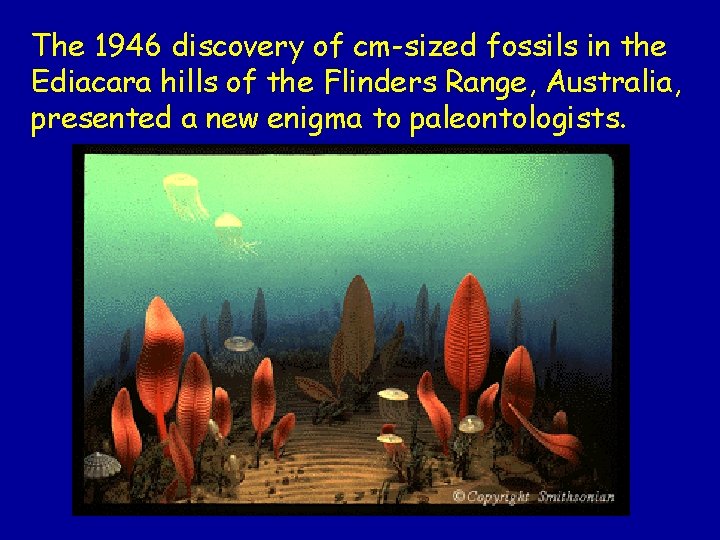The Early Paleozoic World the Cambrian explosion of