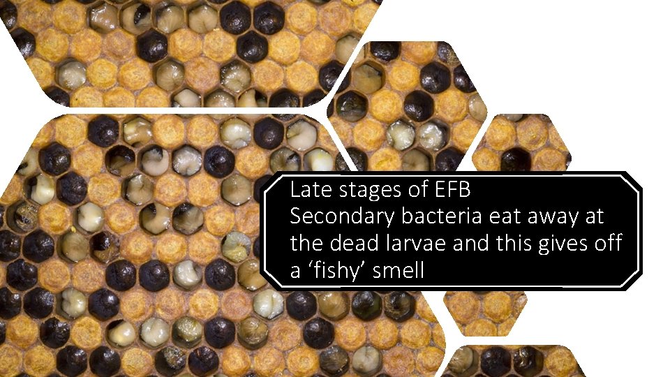 Brood diseases Notifiable bacterial diseases EFBearly before capping