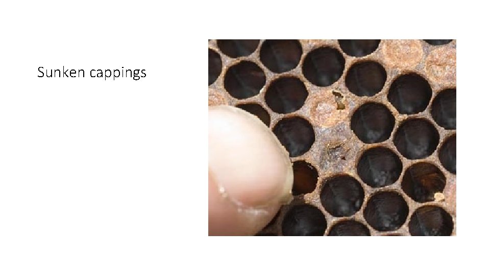 Brood diseases Notifiable bacterial diseases EFBearly before capping