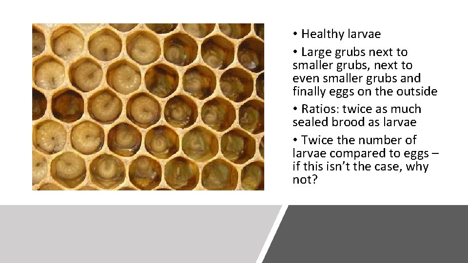 Brood diseases Notifiable bacterial diseases EFBearly before capping