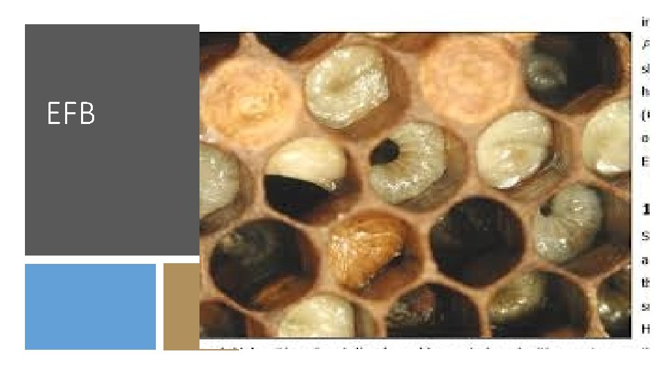 Brood diseases Notifiable bacterial diseases EFBearly before capping