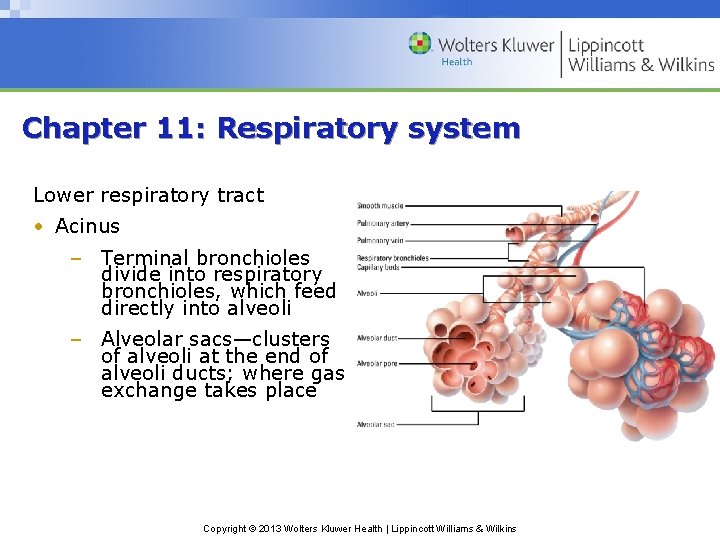 Chapter 11 Respiratory system Chapter objectives To learn
