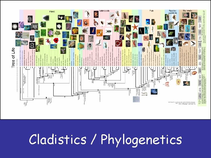 Biodiversity I meaning and measurement Bio 415615 Questions