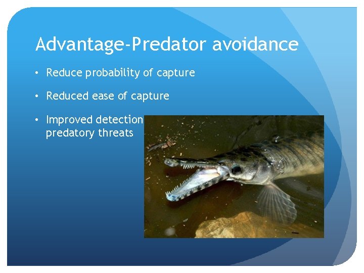 Schooling of Fish Advantages and Disadvantages of the