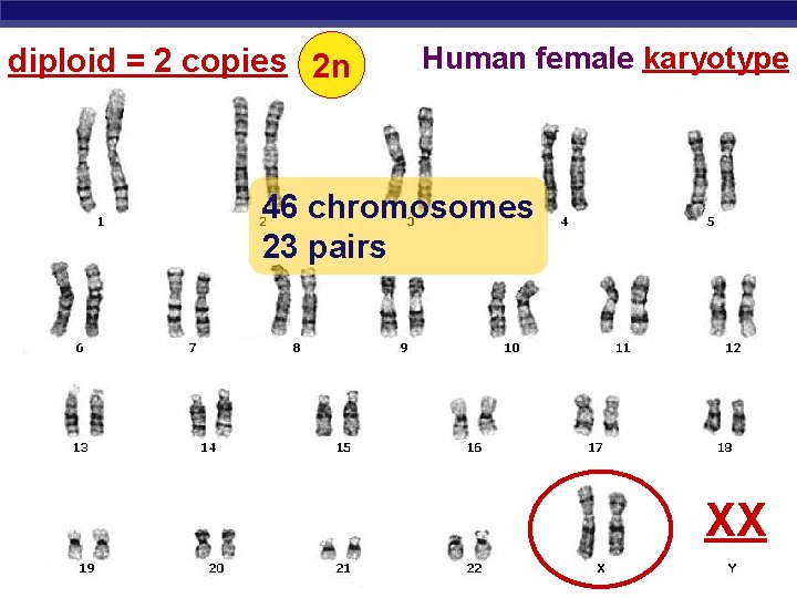 Meiosis Sexual Reproduction Regents Biology 2006 2007 Cell