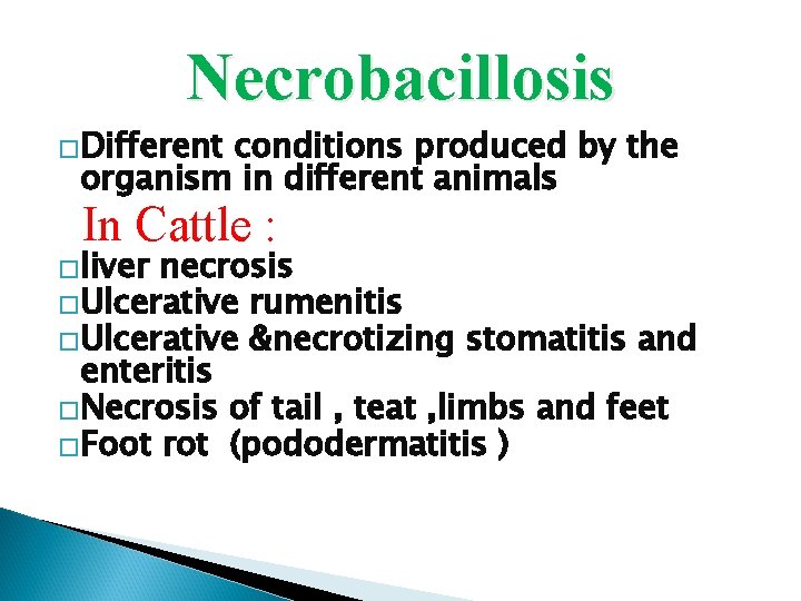 Necrobacillosis Necrobacillosis Def Infectious disease of animals caused