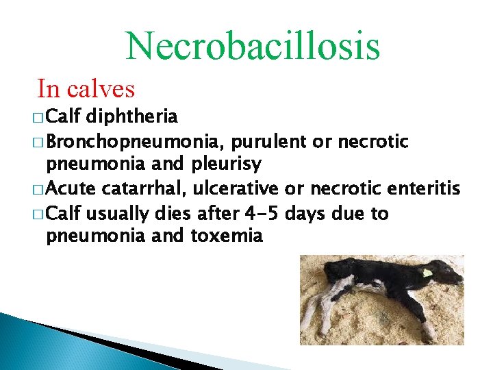 Necrobacillosis Necrobacillosis Def Infectious disease of animals caused