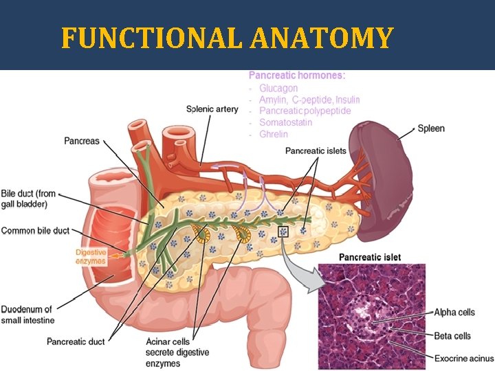 PANCREAS Dr Indu K PANCREAS Functional anatomy Elongated