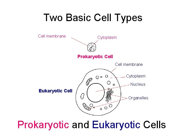 7 1 The History of the Cell Theory