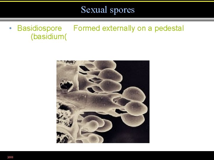 MICROBIOLOGY Chapter 12 The Eukaryotes Fungi Algae Protozoa