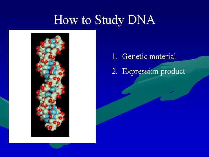 How to Study DNA 1 Genetic material 2