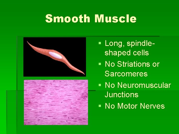 Cardiac Smooth Muscle By Daniel Dierfeldt Molecular Biology