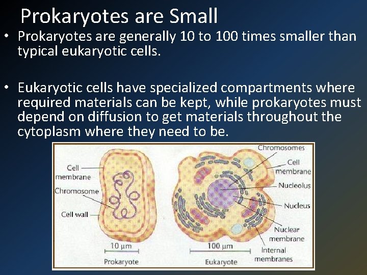 Types of Cells Prokaryotes Plants and Fungi Do