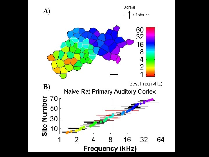Sensory Experience and Cortical Plasticity Michael P Kilgard