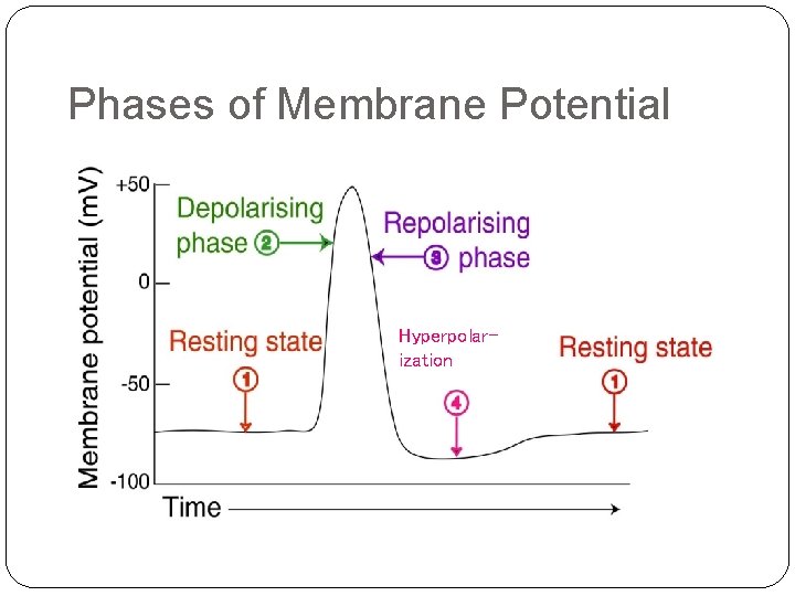 The Nervous System Action Potential Propagation What is