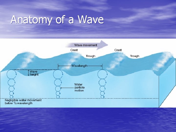 Waves and Tides Chapter 16 Section 2 Waves