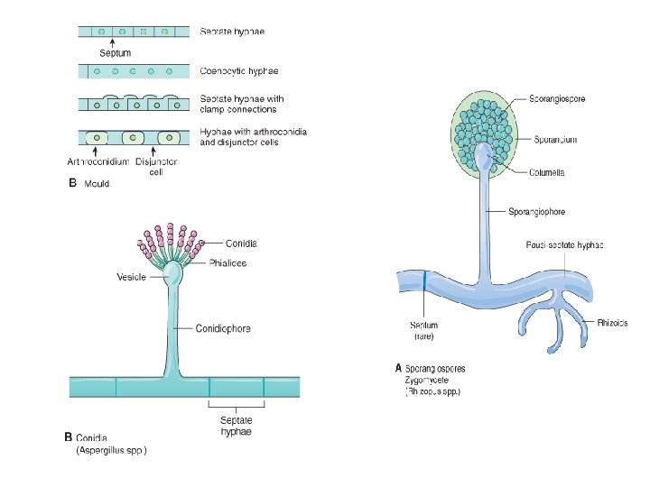 Fungi Structure Classification and Replication S T V