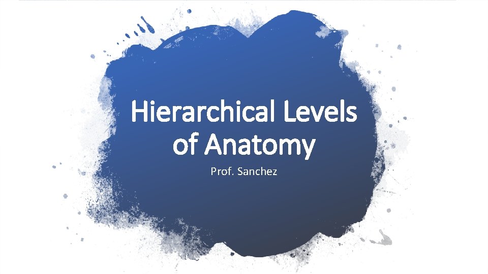 Hierarchical Levels of Anatomy Prof Sanchez Hierarchical Levels