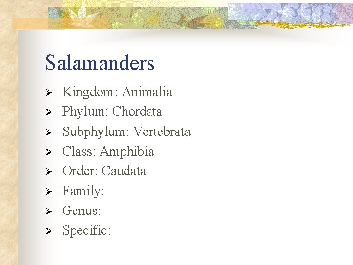 Herpetology Salamanders Salamanders Kingdom Animalia Phylum Chordata ...