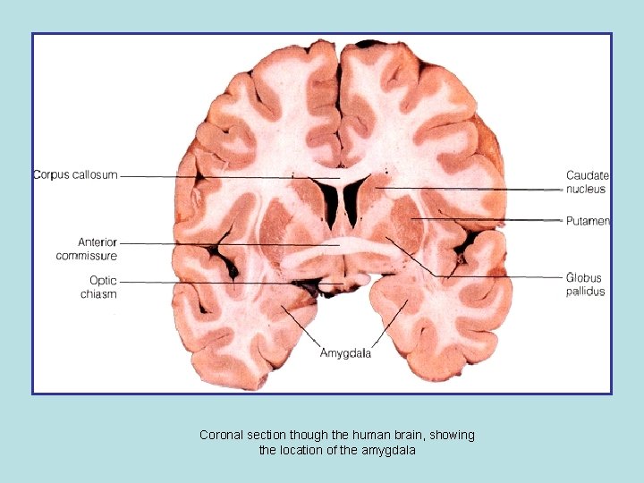 NEUROPSYCHOLOGY Brain Structure Function and Cerebral Dominance Dr