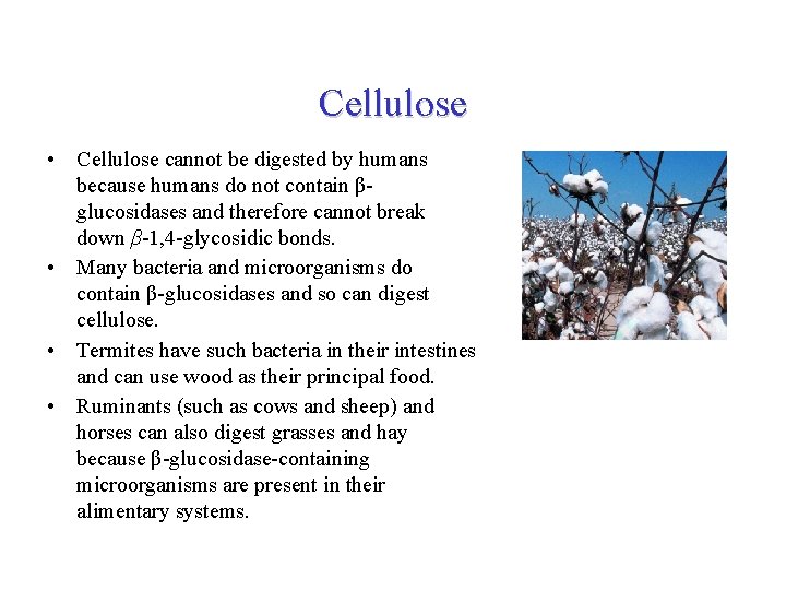 Carbohydrates Lecture 6 Polysaccharides Join 2 monosaccharides to