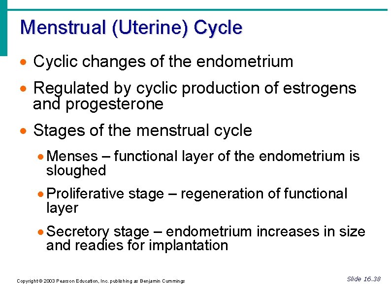 Menstrual Uterine Cycle Cyclic changes of the endometrium