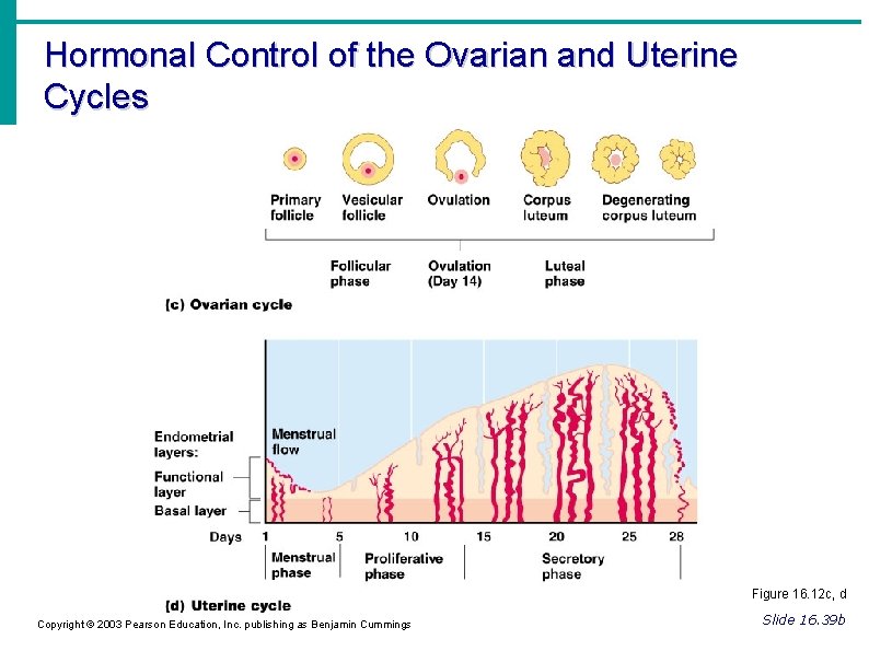 Menstrual Uterine Cycle Cyclic changes of the endometrium