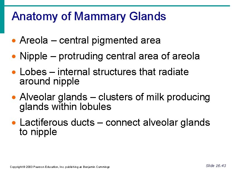 Menstrual Uterine Cycle Cyclic changes of the endometrium