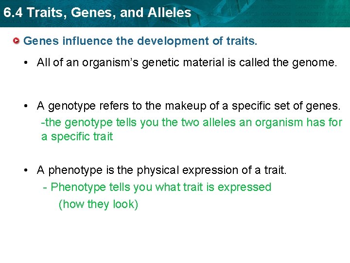 6 4 Traits Genes and Alleles KEY CONCEPT