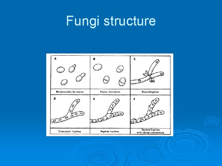 Fungi Biology Overview of Fungi Eukaryotic Nonphotosynthetic organisms