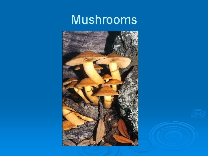 Fungi Biology Overview of Fungi Eukaryotic Nonphotosynthetic organisms