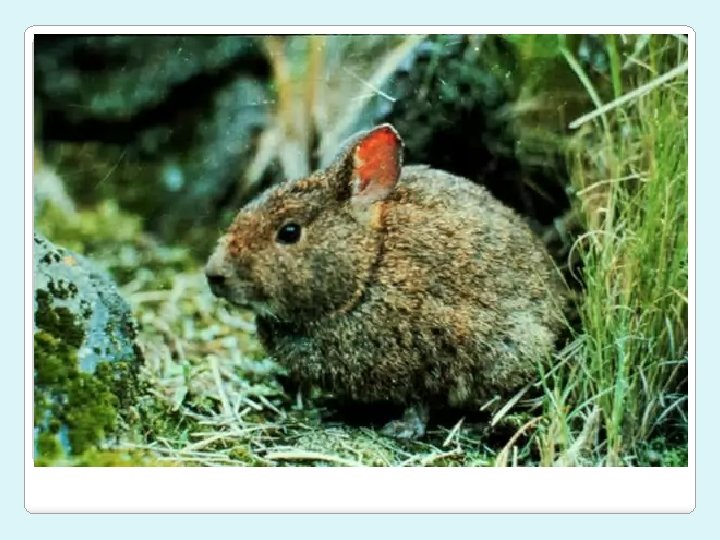 The Amami rabbit also known as the Ryukyu
