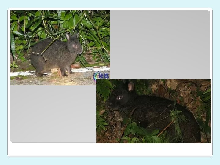 The Amami rabbit also known as the Ryukyu