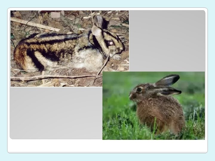 The Amami rabbit also known as the Ryukyu