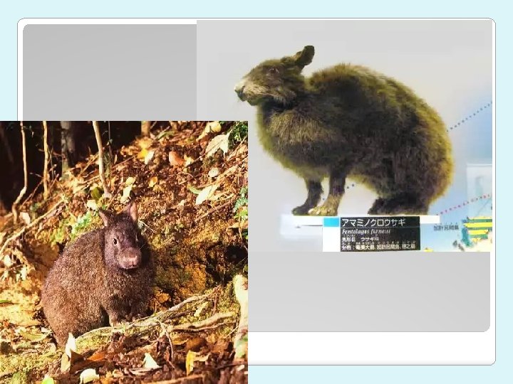 The Amami rabbit also known as the Ryukyu