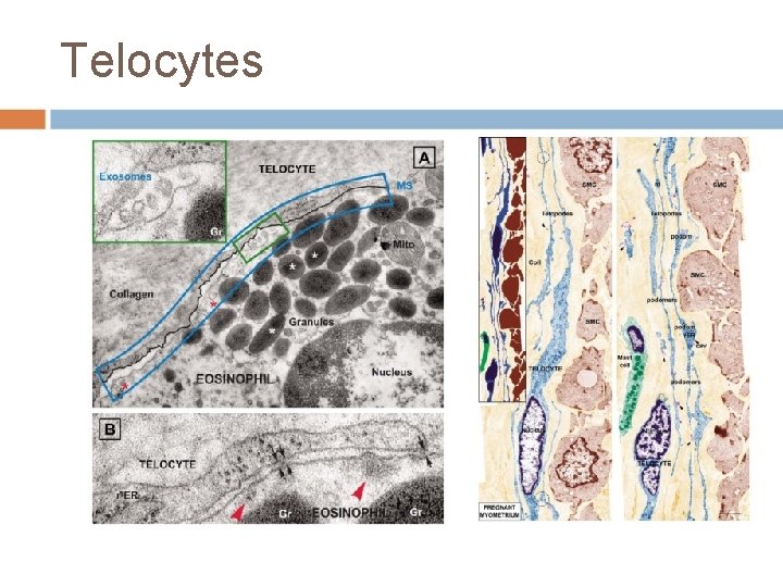 ONSET AND PHYSIOLOGY OF LABOR Dr Hana Alzamil