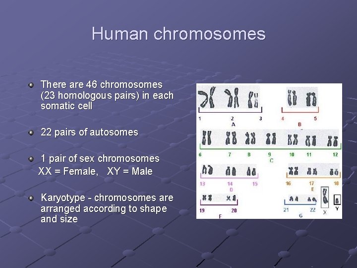Human chromosomes There are 46 chromosomes 23 homologous