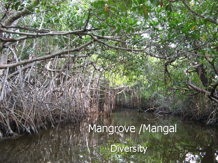 Mangrove Mangal Diversity Questions Why are trees found