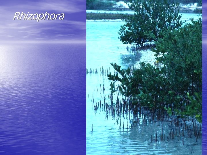 Mangrove Mangal Diversity Questions Why are trees found