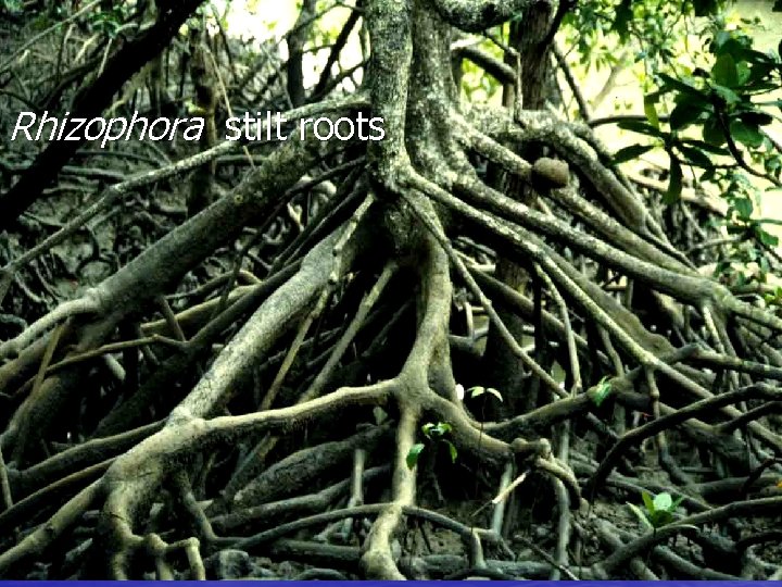 Mangrove Mangal Diversity Questions Why are trees found